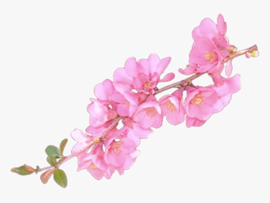 Clip Art Flower Overlay - Flower Overlays For Edits, HD Png Download ...