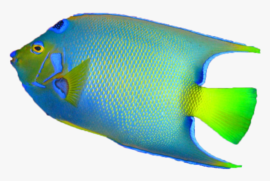 Transparent Fish Tumblr - Fish Png Clear Background, Png Download ...