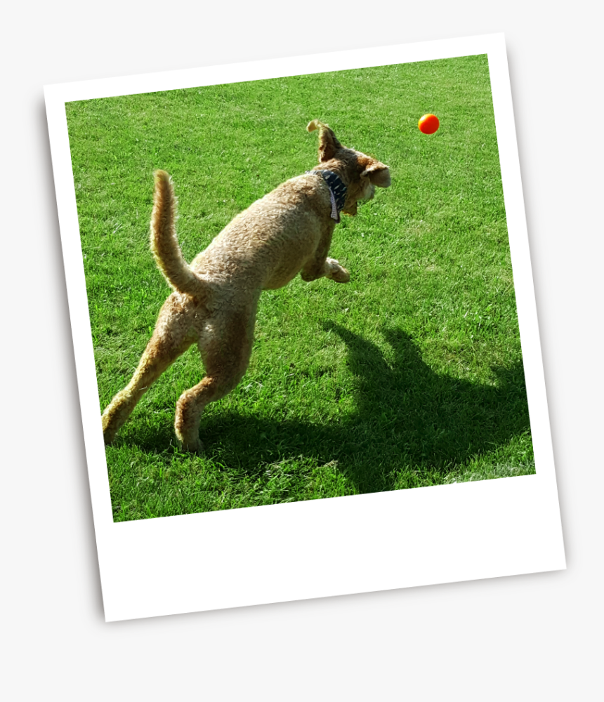 Grey Squirrel, HD Png Download , Transparent Png Image - PNGitem