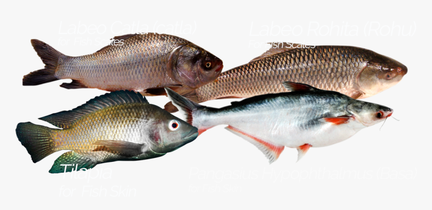 Transparent Fish Scales Png - Oily Fish, Png Download , Transparent Png ...