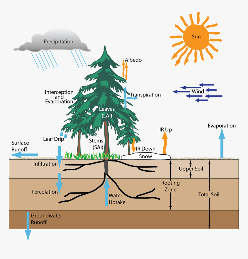 Forest And Hydrological Cycle, HD Png Download , Transparent Png Image ...