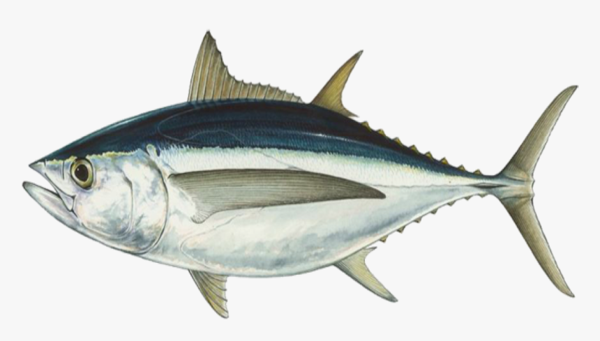 Fish Tuna Seafood - Streamline Body Of Fish, HD Png Download ...