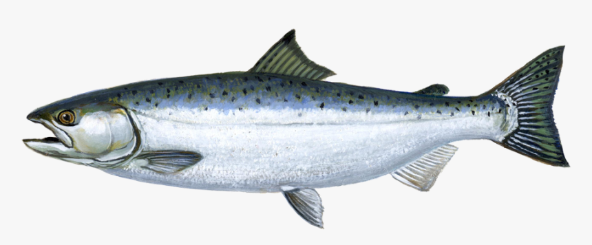 Png Transparent Images Pluspng - Coho Salmon Ocean Phase, Png Download ...