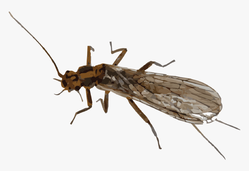 Mayfly Png Transparent Image - Mayfly Png, Png Download , Transparent ...