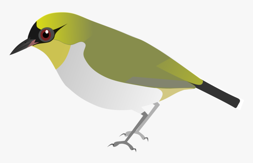 Vector Chim Vanh Khuyen - Nightingale, HD Png Download , Transparent ...