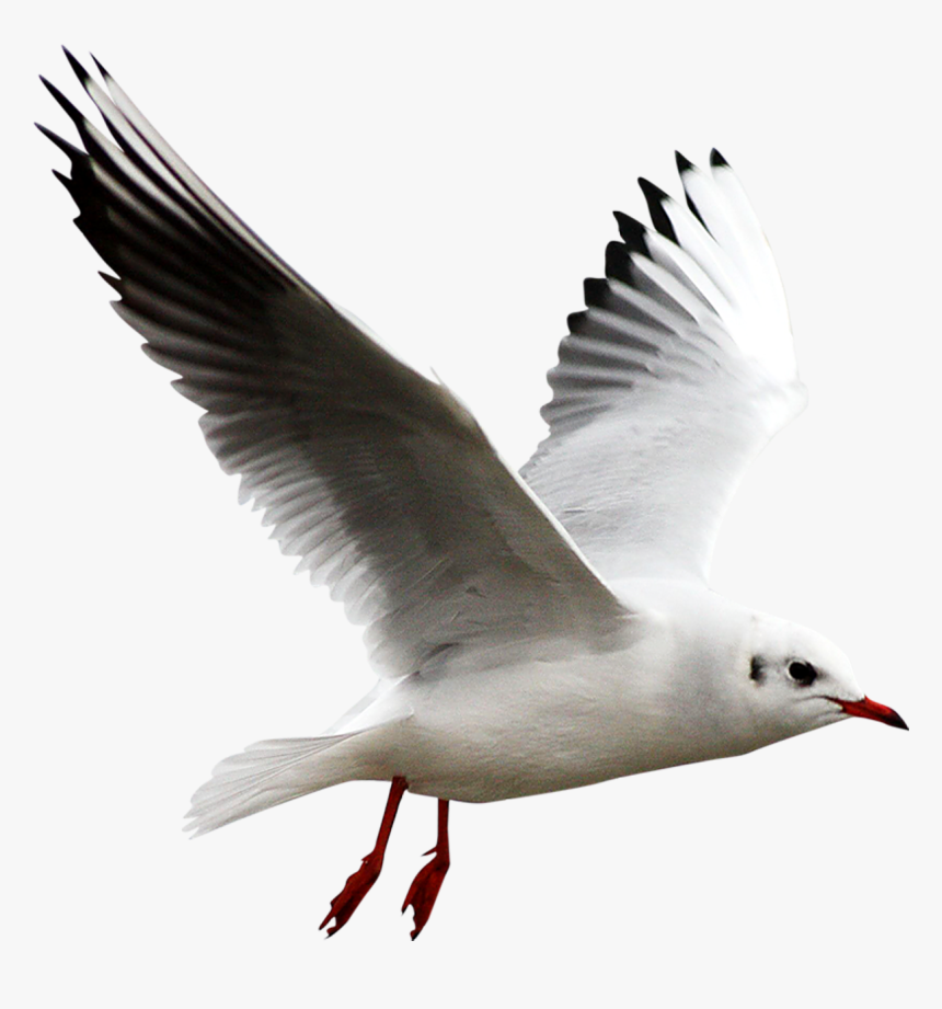 Aves Png, Transparent Png , Transparent Png Image - PNGitem