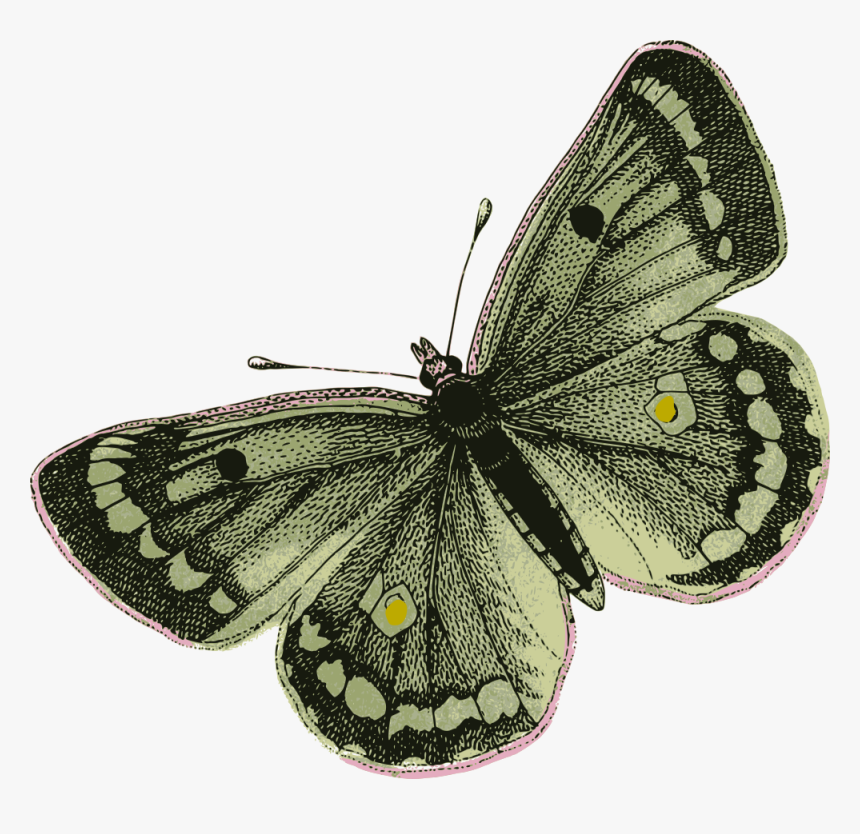 Green Butterflies Background