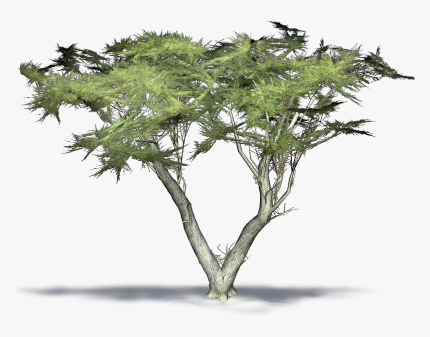 Transparent Cypress Tree Png - Monterey Cypress 3d Model, Png Download ...
