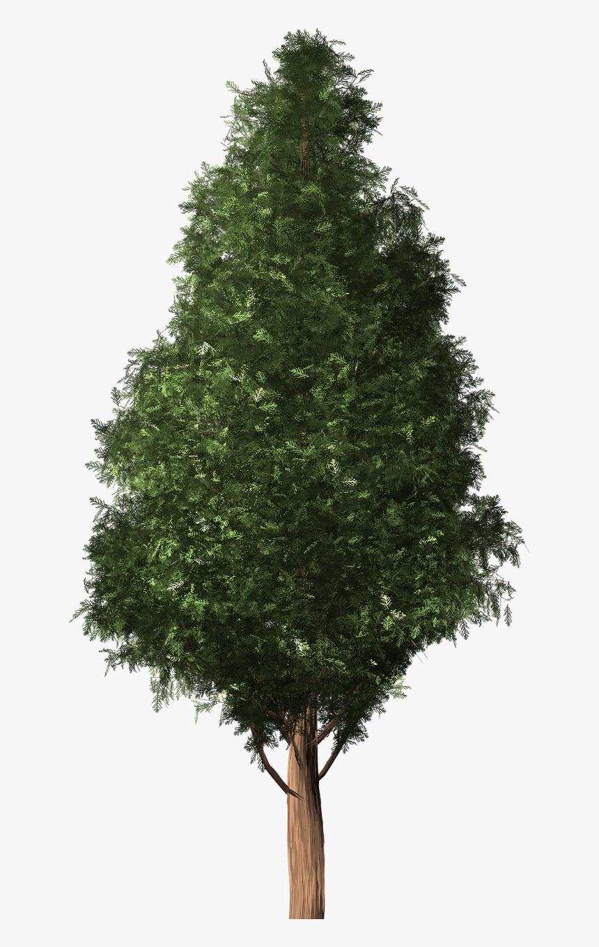 Tree Chilean Cedar Austrocedrus Chilensis Free Photo - Cedar Tree ...