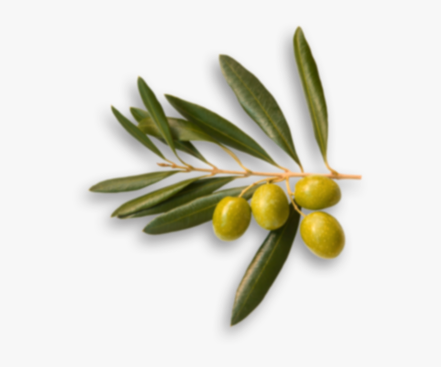 Olive Top View Png, Transparent Png , Transparent Png Image - PNGitem