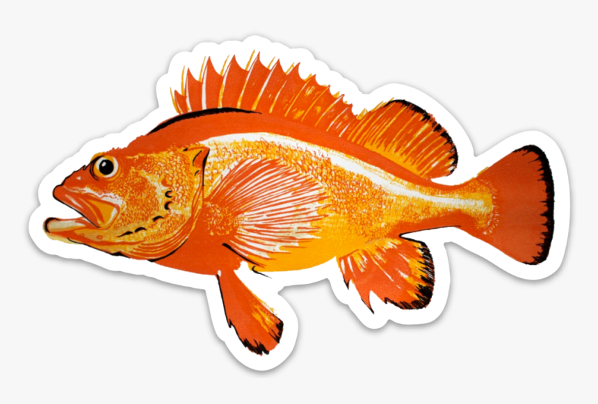 Animal Is Magikarp Based - Rougheye Rockfish, HD Png Download ...