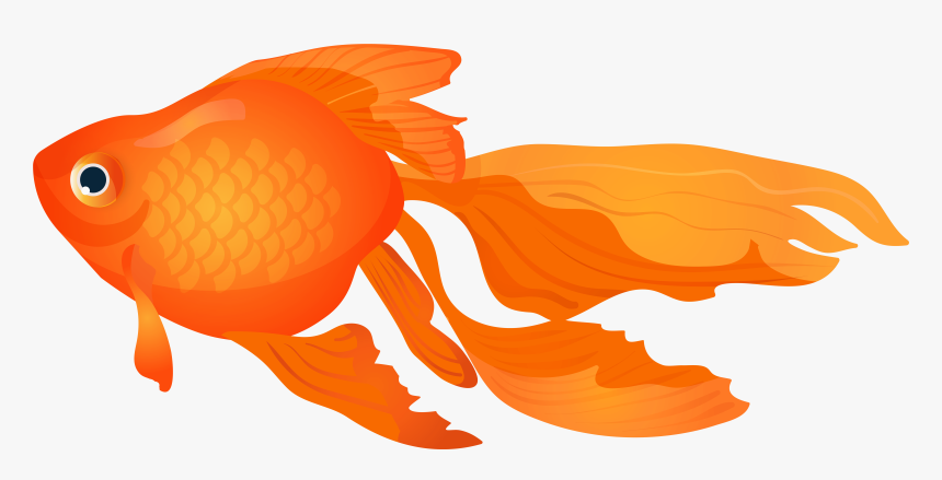 Goldfish Vector Fish Top View - Clip Art Goldfish, HD Png Download ...