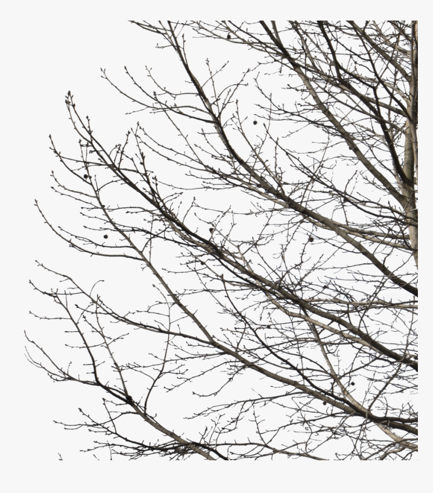 Deciduous Tree Winter I - Winter Trees Cut Out, HD Png Download ...