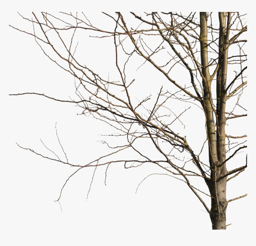 Winter Tree Cut Out, HD Png Download , Transparent Png Image - PNGitem