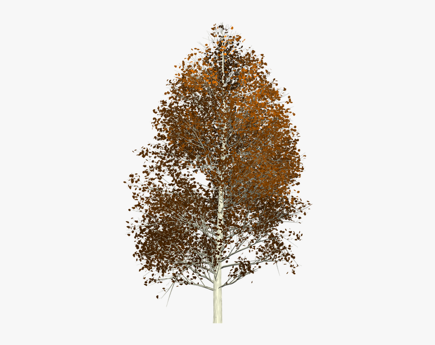 Aspen, Tree, Painted Tree, Nature, Brown - Aspen Tree Transparent ...