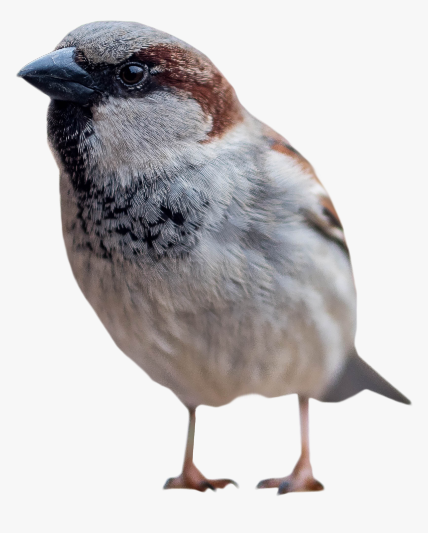 Sparrow Standing Png Image - Bird Standing Png, Transparent Png ...