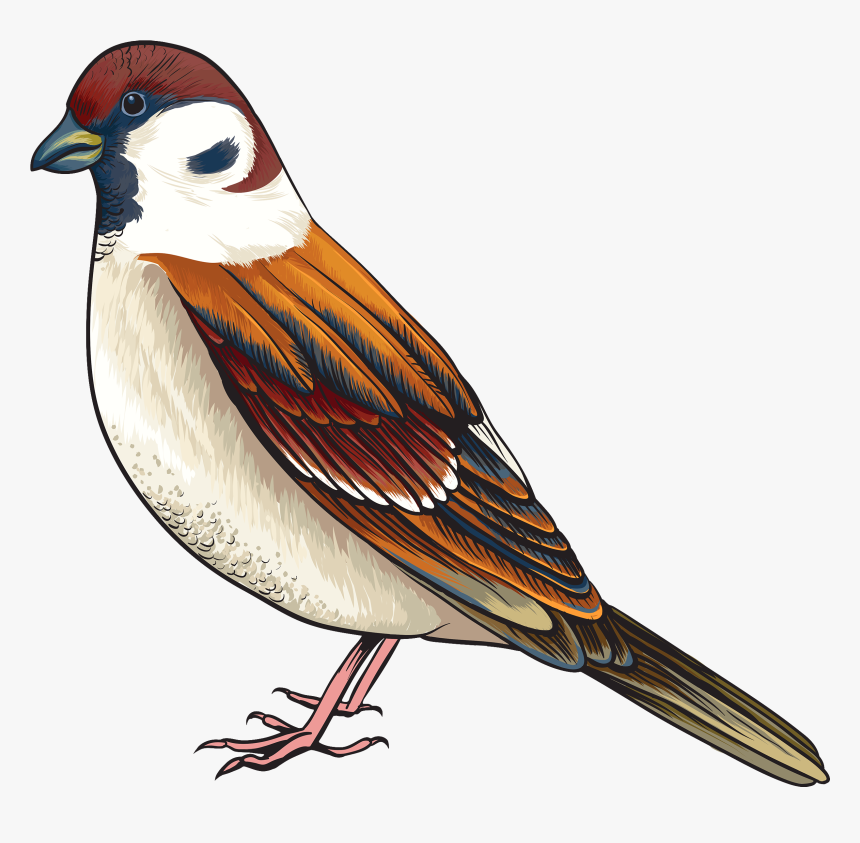 Bird Png Clipart, Transparent Png , Transparent Png Image - PNGitem