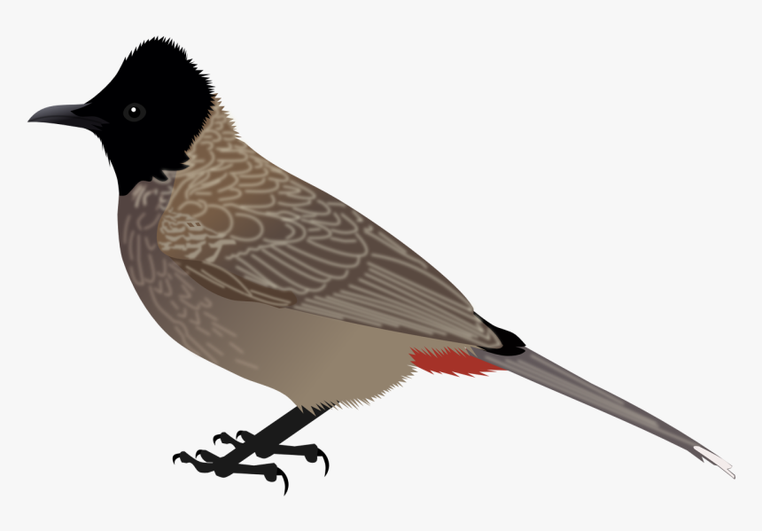 Bulbul Clipart Sparrow - Red Vented Bulbul Diagram, HD Png Download ...