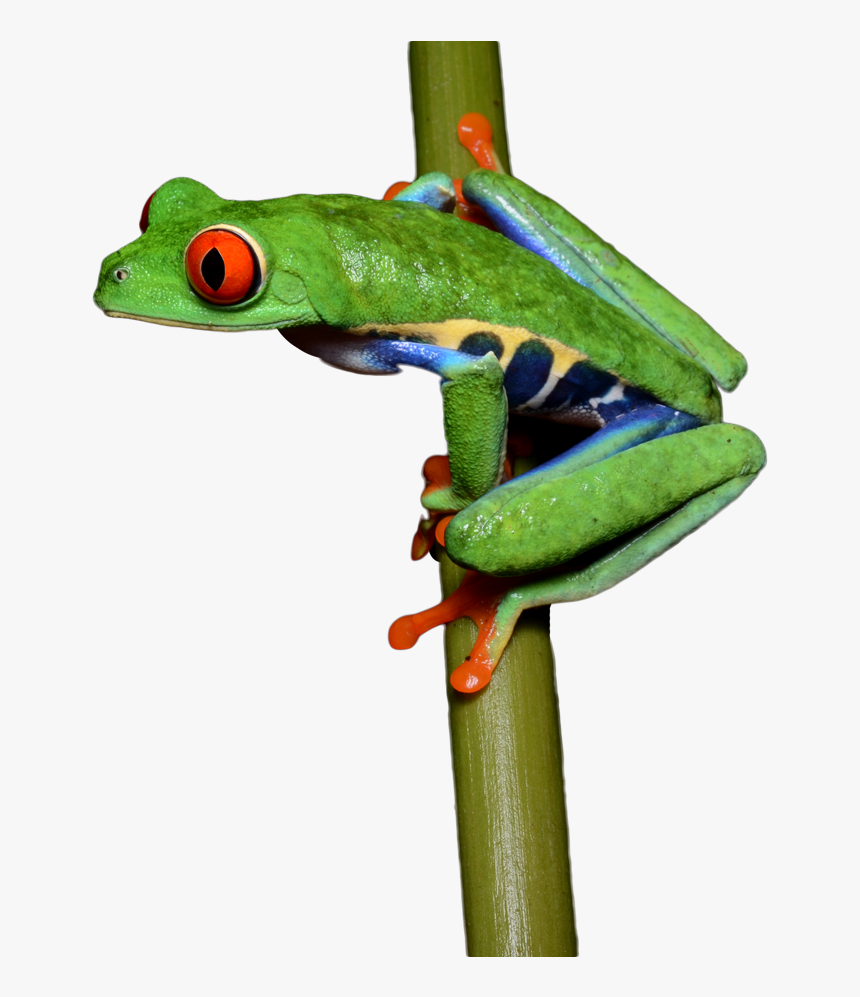 Transparent Frog Png - Red Eyed Tree Frog Dancing Png, Png Download ...