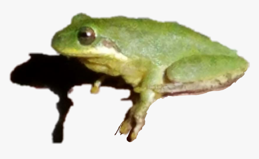 #treefrog #frog #shadowed - Green-eyed Tree Frog, HD Png Download ...