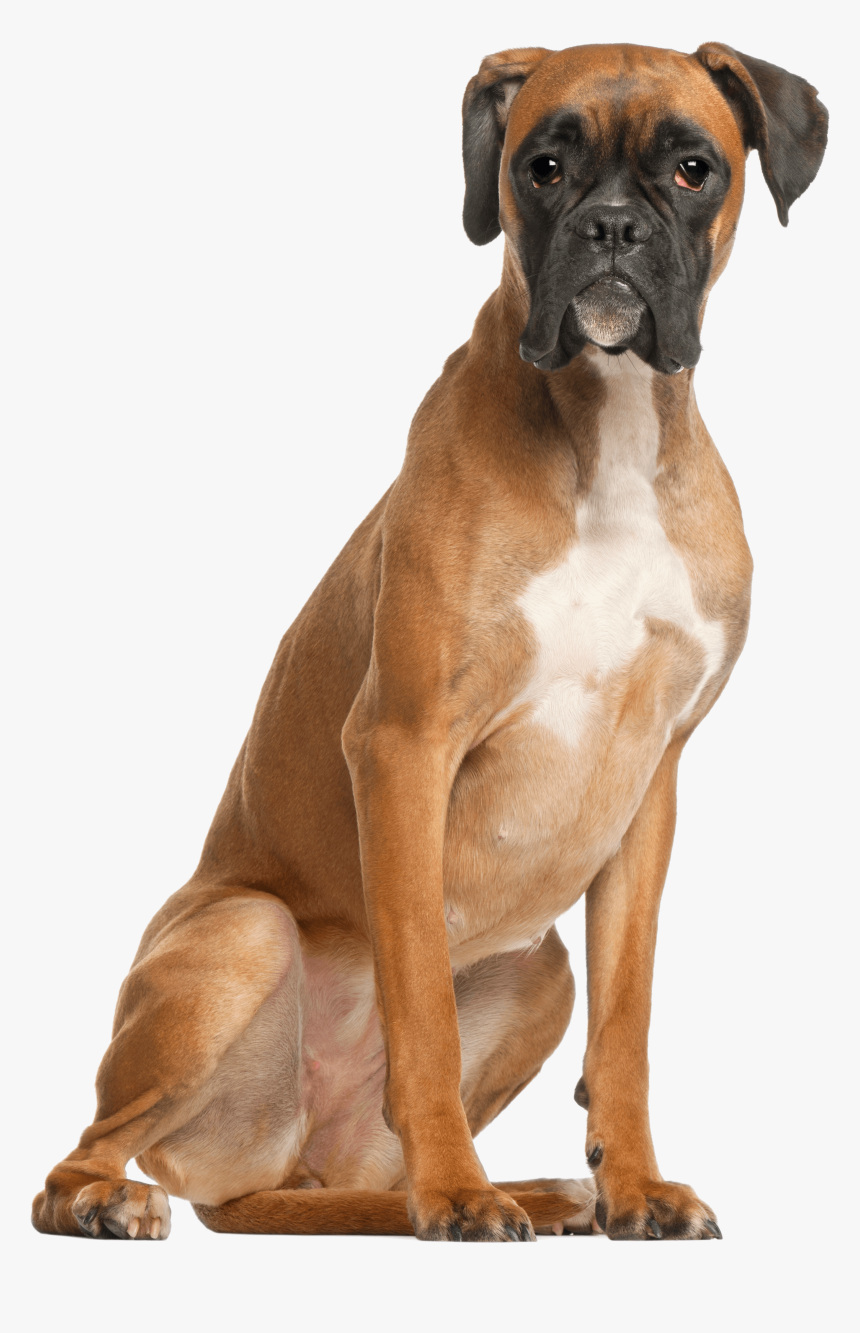 Boxer Sitting, HD Png Download , Transparent Png Image - PNGitem