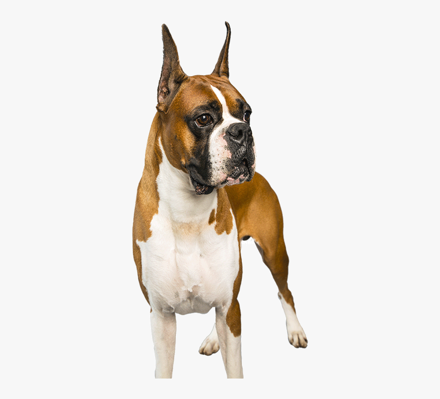 Boxer, HD Png Download , Transparent Png Image - PNGitem