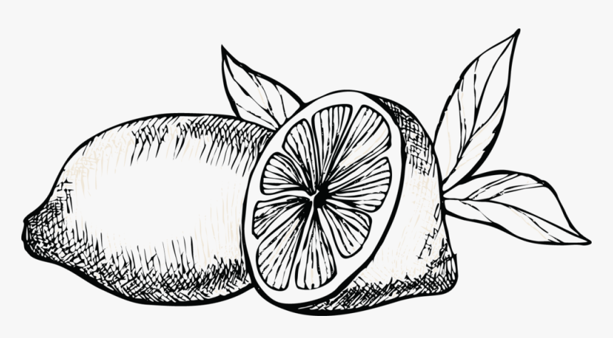 Lemon Line Art