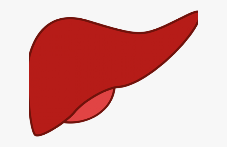 Cartoon Clipart Pancreas - Liver Clipart, HD Png Download , Transparent ...