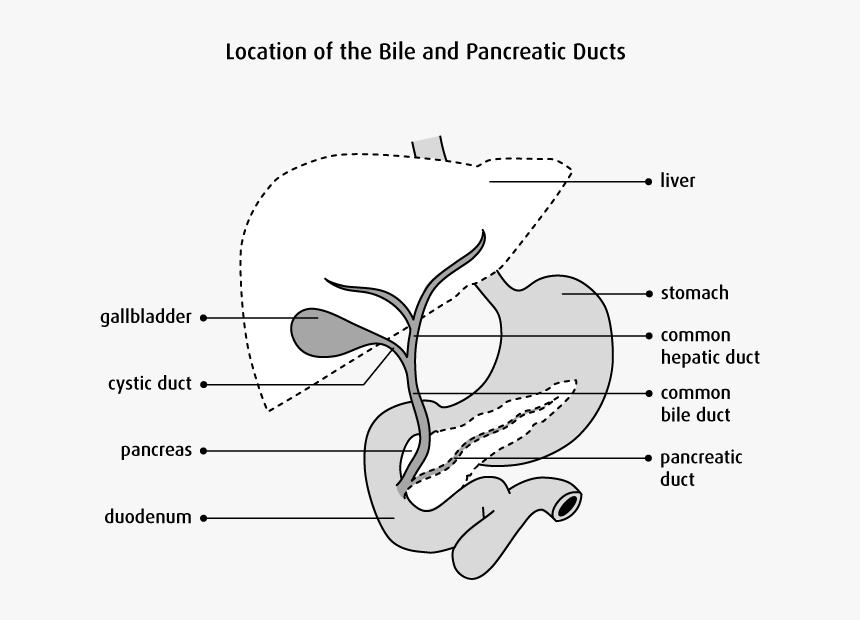 Digestive System Bile Duct, HD Png Download , Transparent Png Image ...