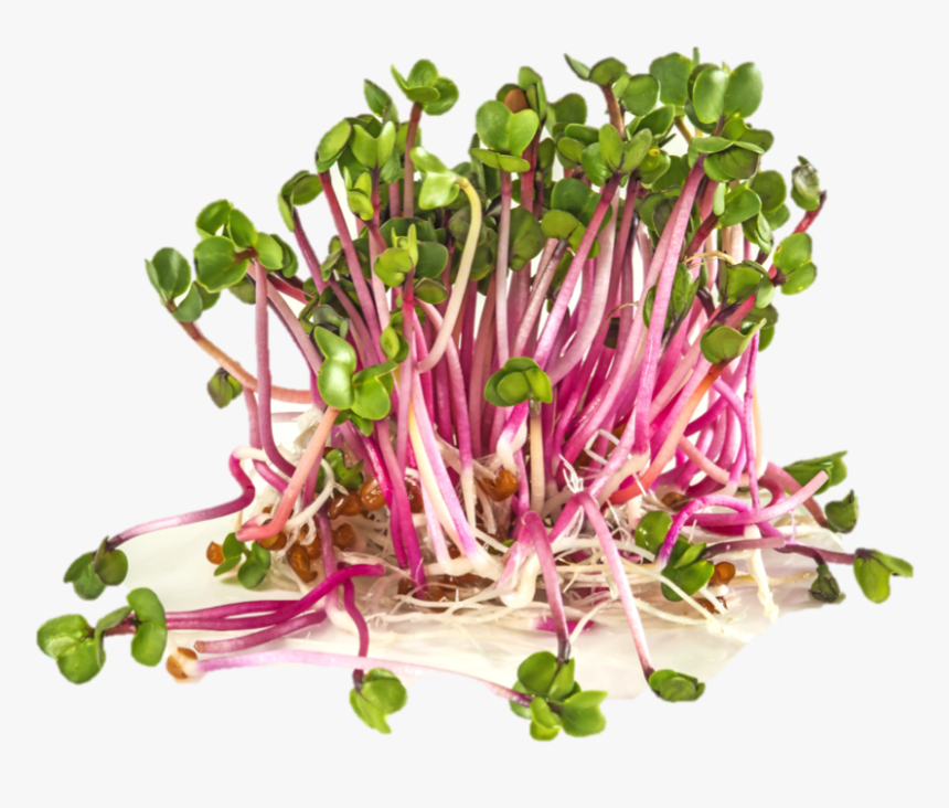Pink Sprouts, HD Png Download , Transparent Png Image - PNGitem
