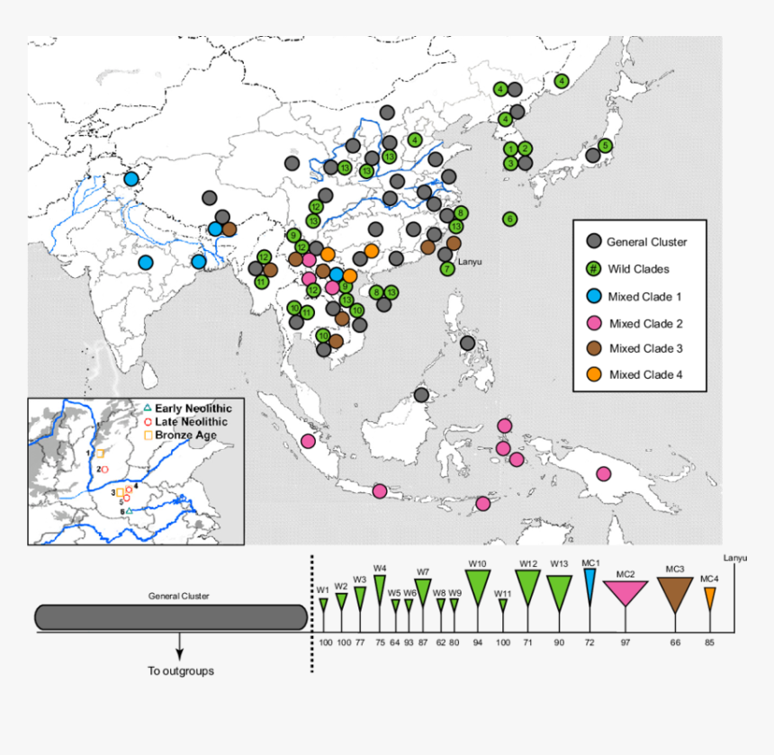 Pig Evolution Timeline, HD Png Download , Transparent Png Image - PNGitem