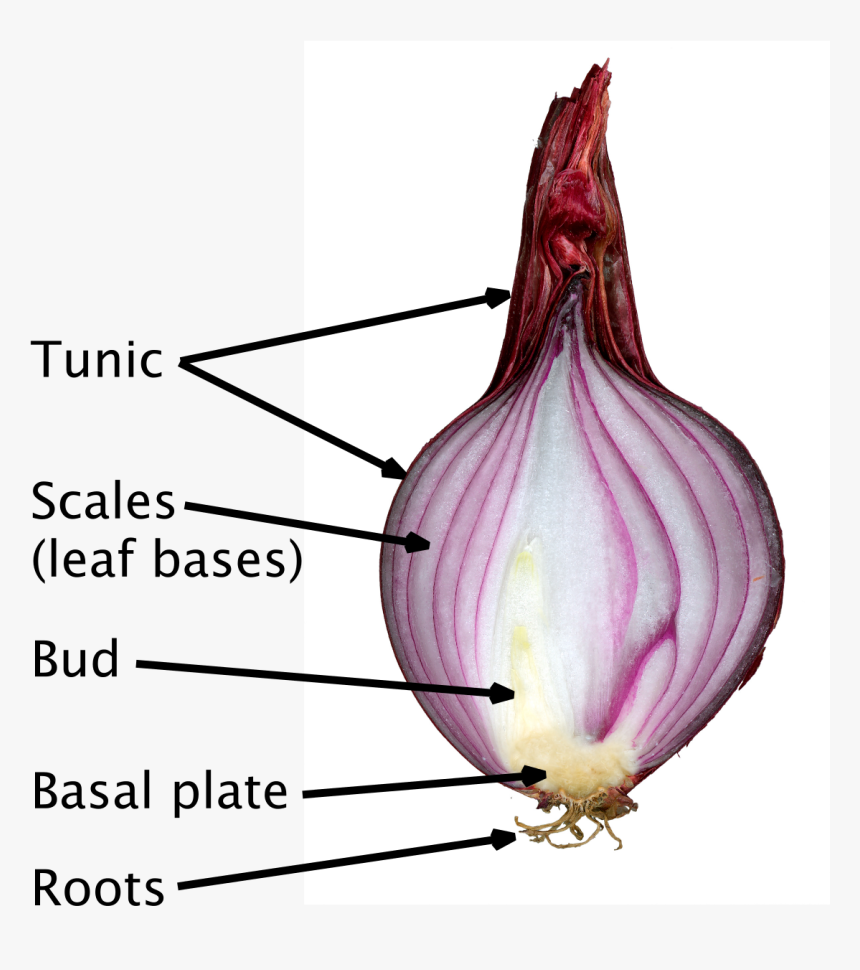 Cross Section Of Onion Bulb, HD Png Download , Transparent Png Image ...