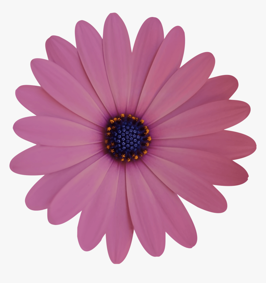 Mini Monsters, HD Png Download , Transparent Png Image - PNGitem