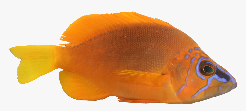 Pomacentridae, HD Png Download , Transparent Png Image - PNGitem