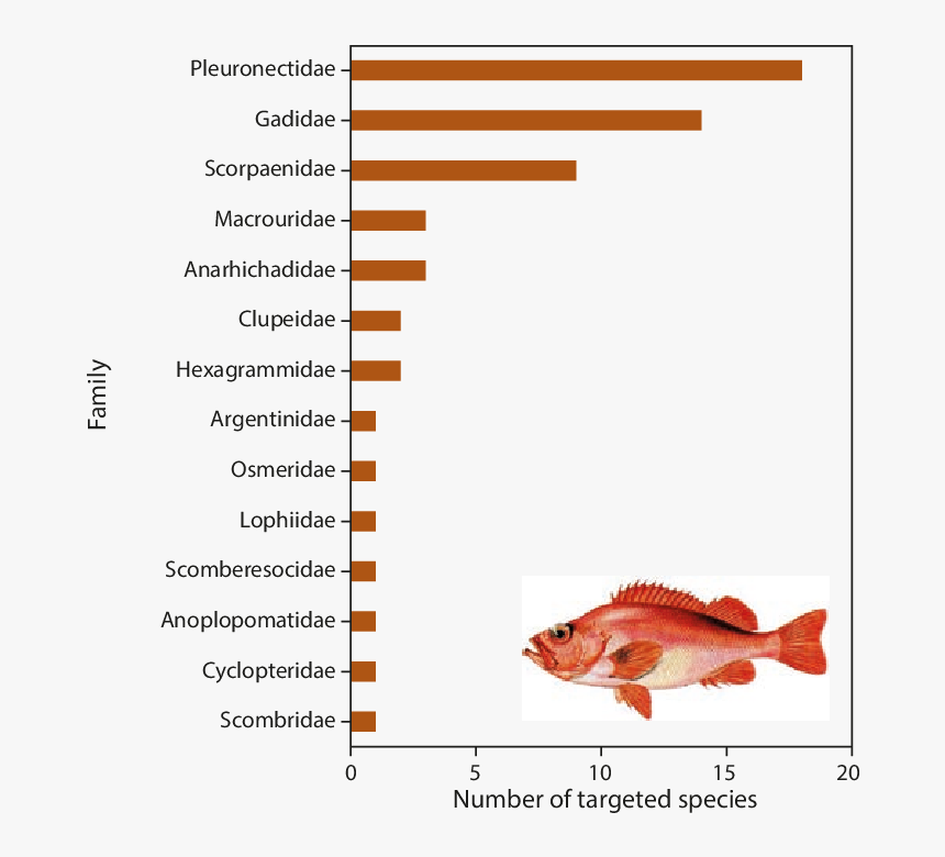 Red Snapper, HD Png Download , Transparent Png Image - PNGitem