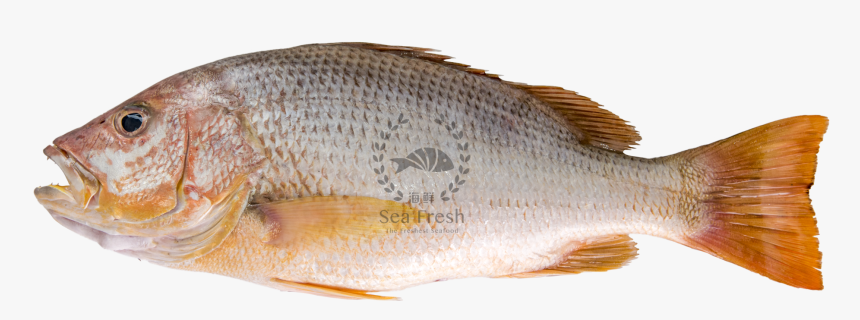 Red Snapper, HD Png Download , Transparent Png Image - PNGitem