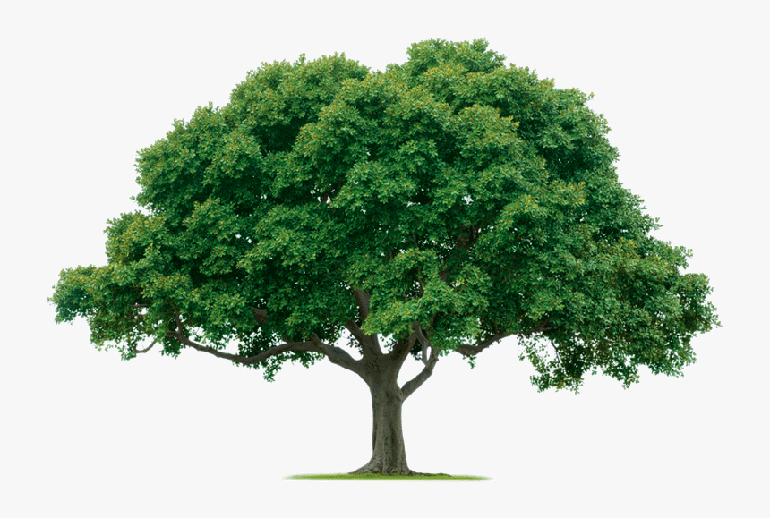 One Trees, HD Png Download , Transparent Png Image - PNGitem