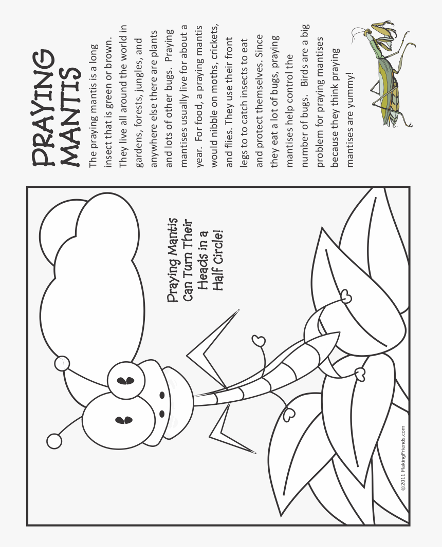 Fact Sheet About Praying Mantis For Kids, HD Png Download , Transparent ...