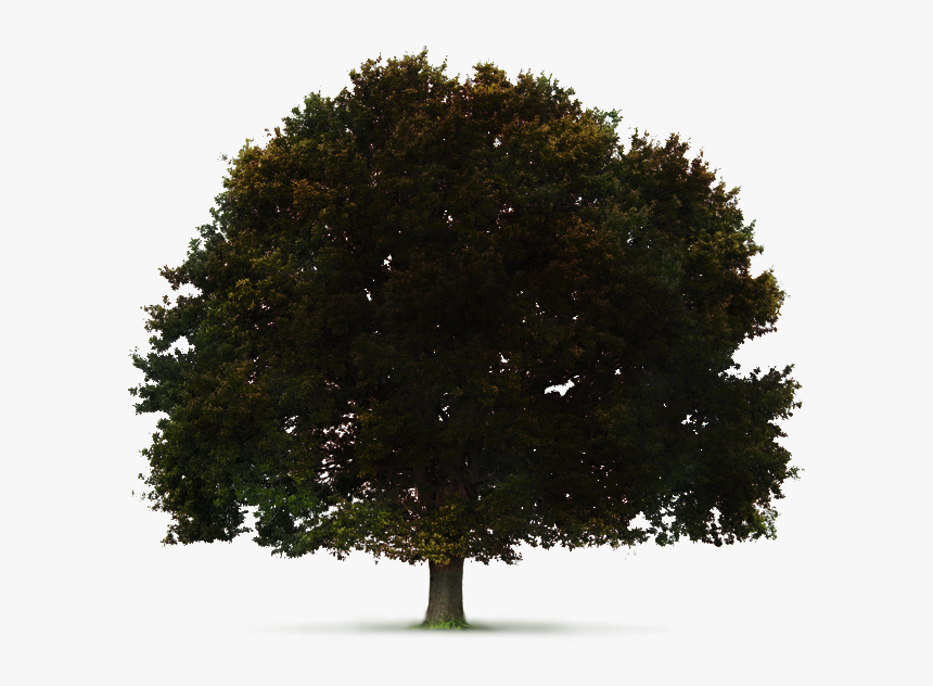 Magnolia Tree Image Png, Transparent Png , Transparent Png Image - PNGitem