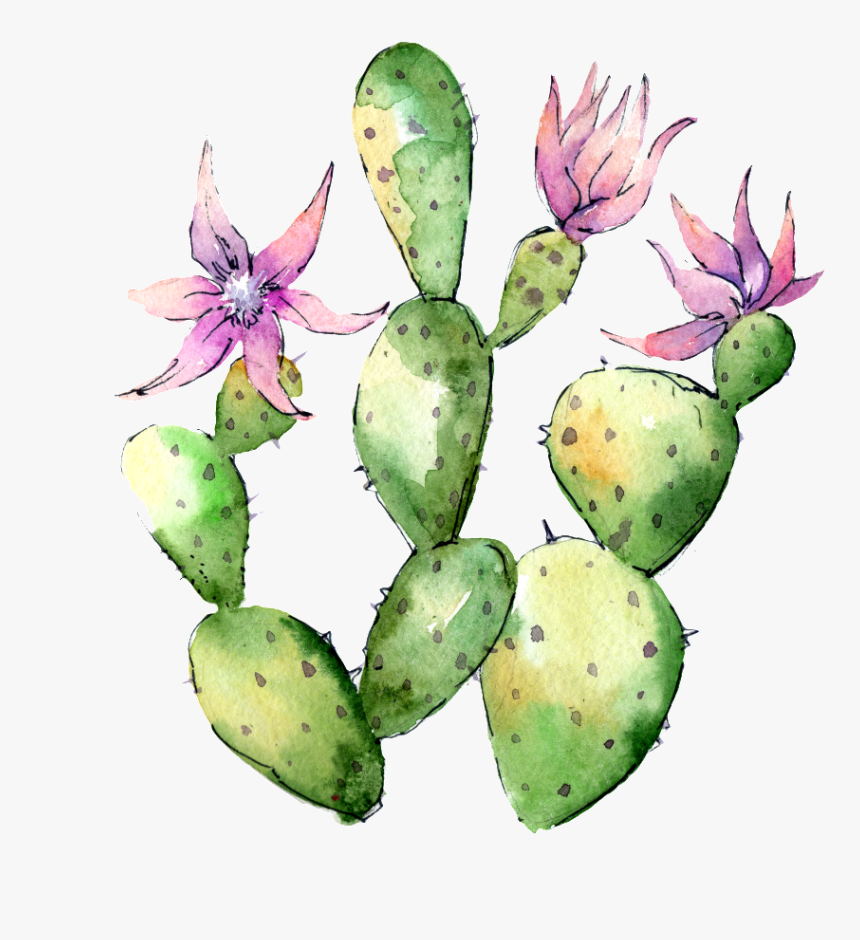 Hand Painted Flowering Cactus Png Transparent - Flower Cactus Png, Png ...
