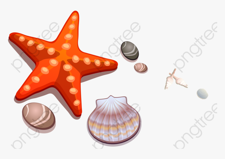 Transparent White Starfish Png - Starfish And Shell Clipart, Png ...