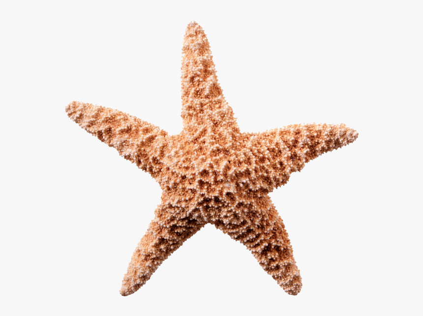 Starfish Transparent Background