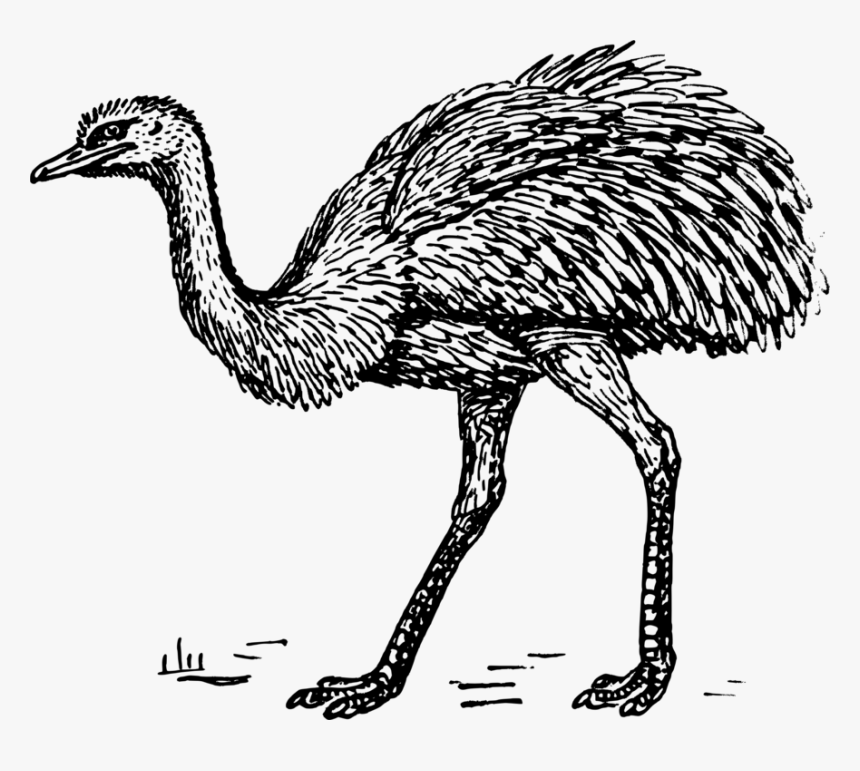 Emu - Rhea Black And White, HD Png Download , Transparent Png Image ...
