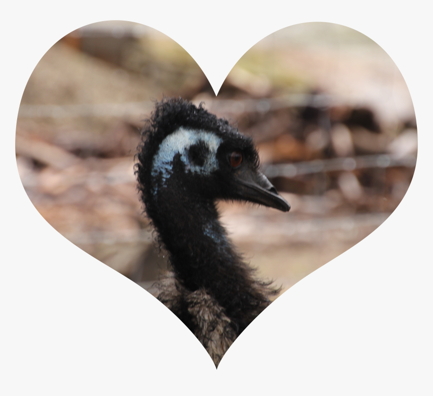 Emu Love, HD Png Download , Transparent Png Image - PNGitem
