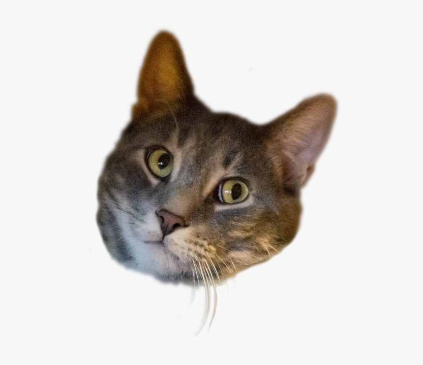 Cat Head Transparent Background, HD Png Download , Transparent Png ...