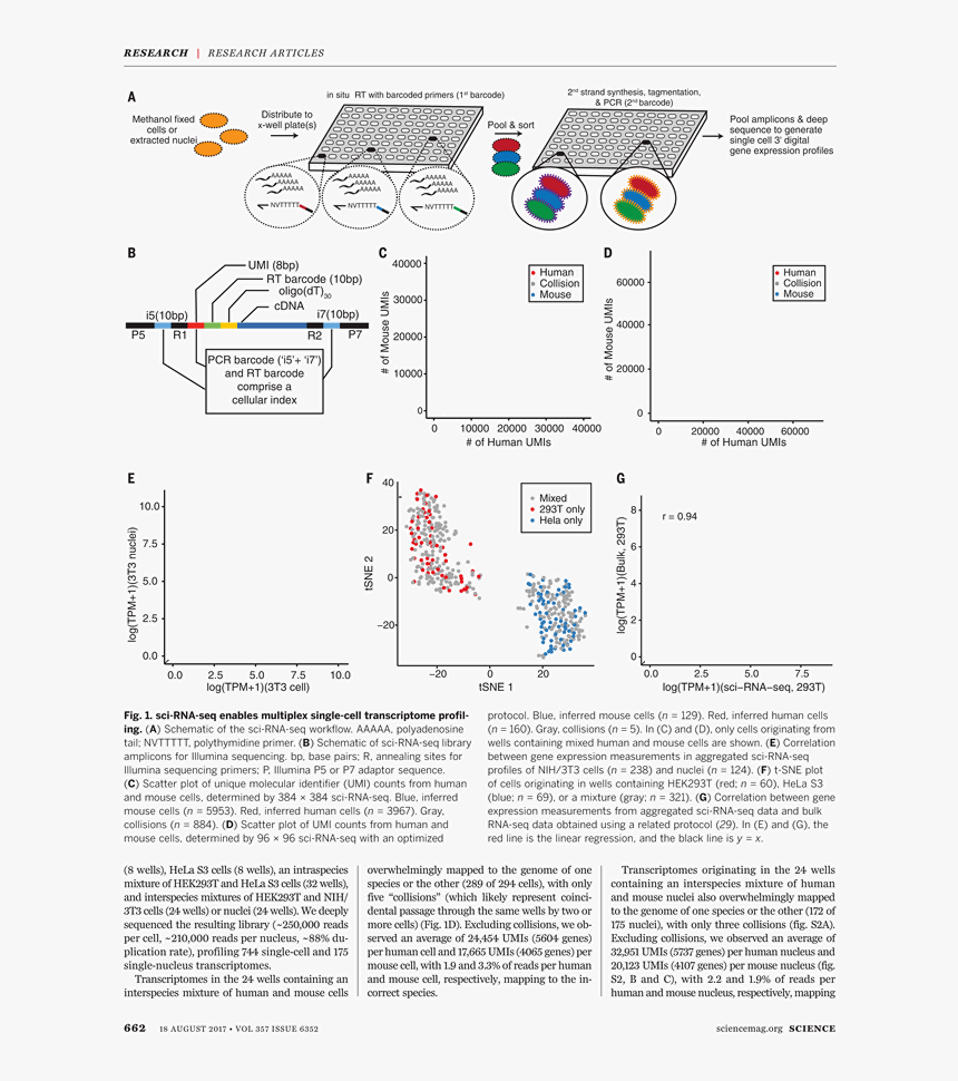 Untitled, Tailpiece, Pg - Combinatorial Indexing Rna Seq, HD Png ...