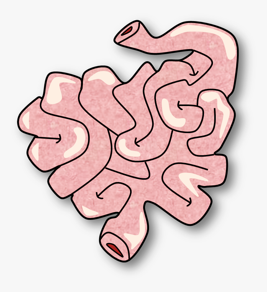 Intestines Clipart