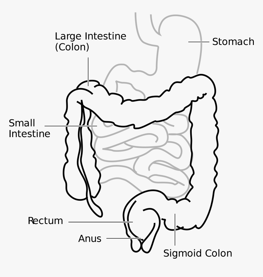 Large Intestine And Small Intestine Diagram, HD Png Download ...
