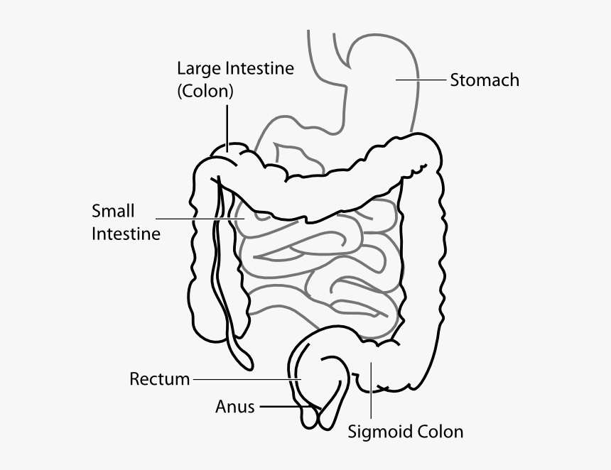 Diagram Clip Art At - Large Intestine And Small Intestine Diagram, HD ...
