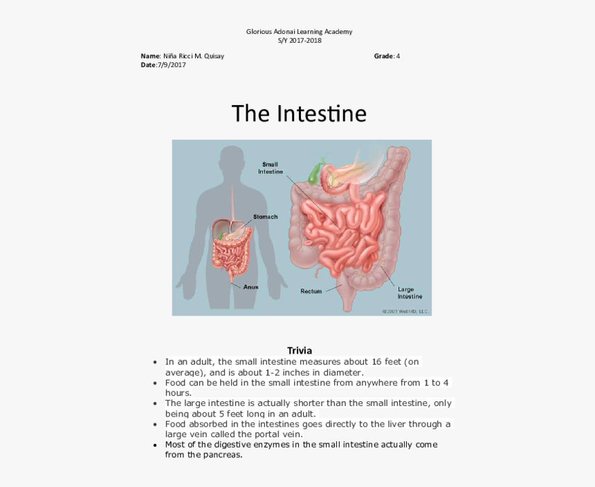 Intestines Png, Transparent Png , Transparent Png Image - PNGitem